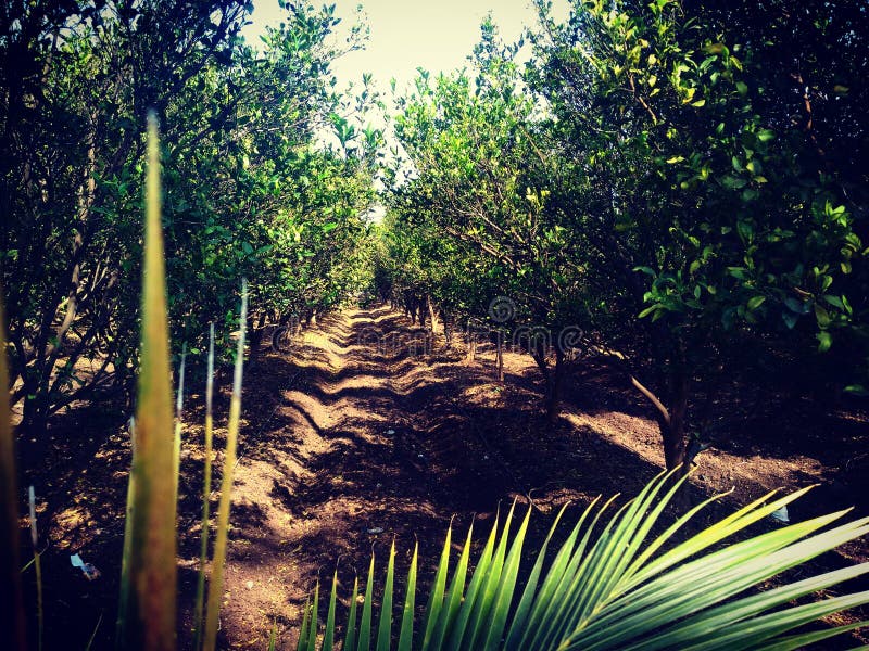 Lemon farm stock photo. Image of beautiful, fruit, lemons - 63705504