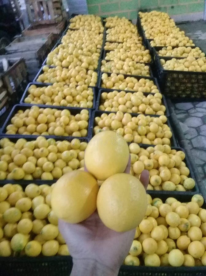 Lemon Farm Indonesia Agriculture Farmer Stock Image - Image of ...