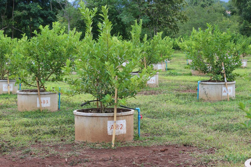 Lemon Farm stock photo. Image of green, countryside, lemon - 68107776