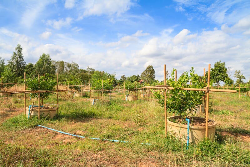 Lemon farm stock photo. Image of harvest, country, lemon - 42784768