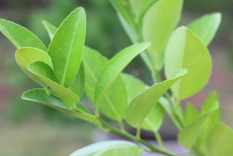 Lemon farming stock photo. Image of agriculture, field - 68107172