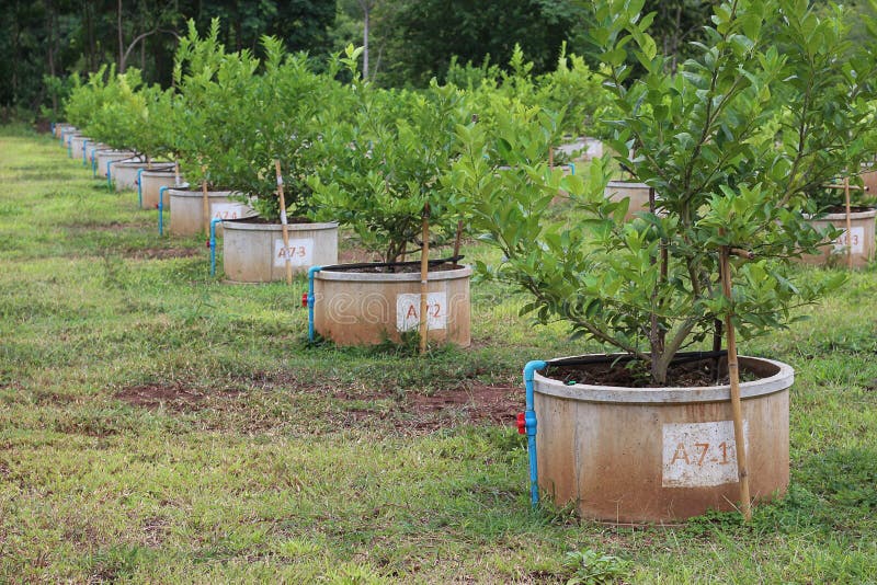 Lemon Plantation stock image. Image of tube, container - 68106987