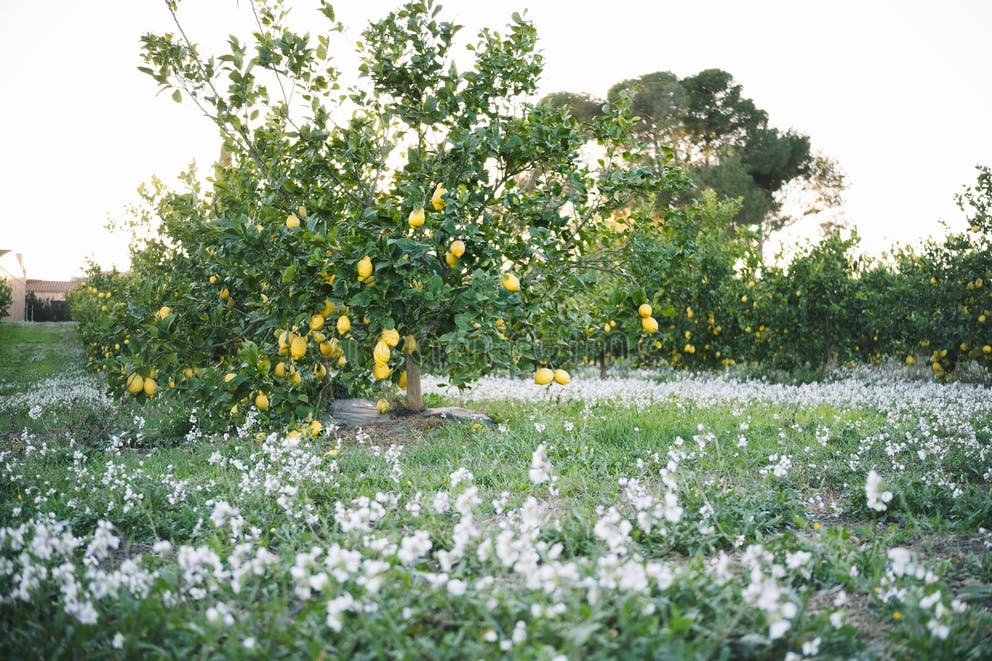 Lemon Field with White Flowers on the Ground Stock Image - Image of ...