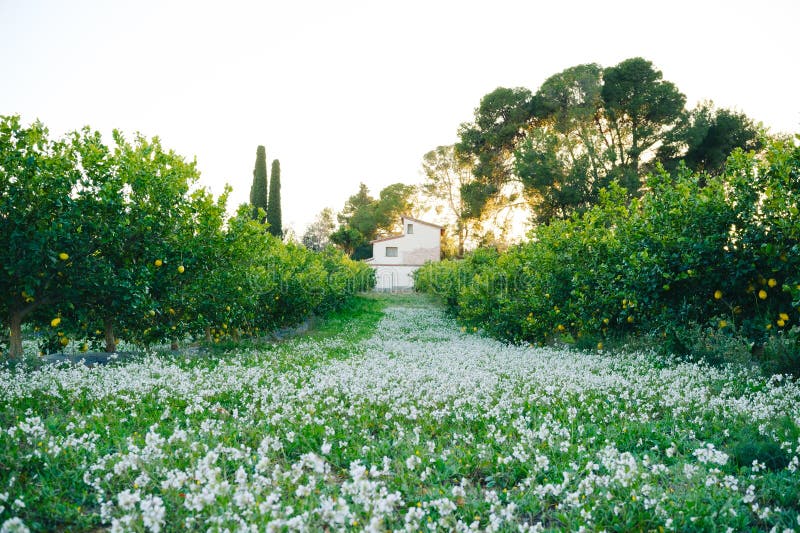Lemon Field with White Flowers on the Ground Stock Photo - Image of ...