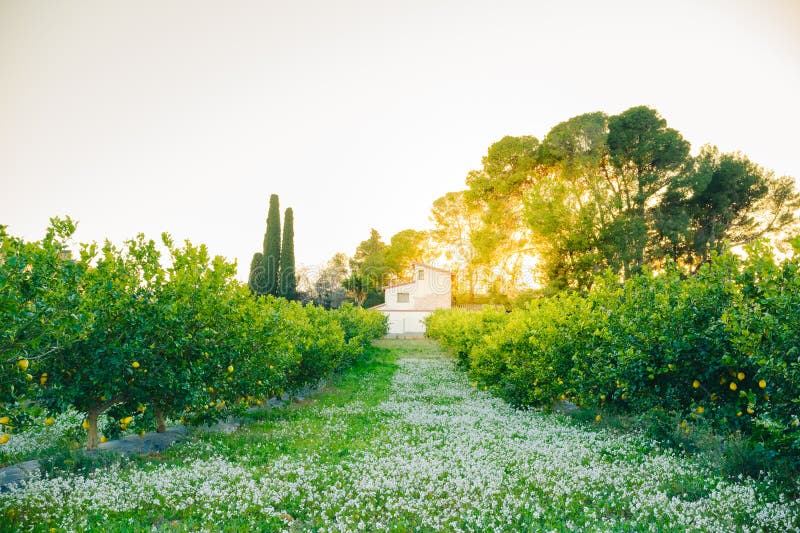 Lemon Field with White Flowers on the Ground Stock Image - Image of ...