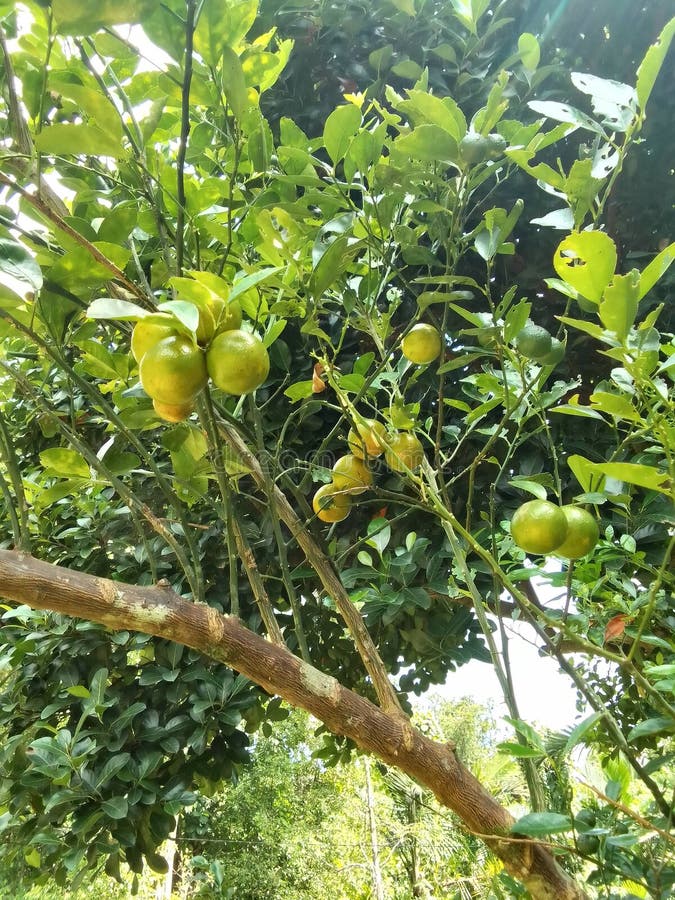 Lemon Fish is Called the Indonesian Sangihe Tribe Stock Image - Image ...