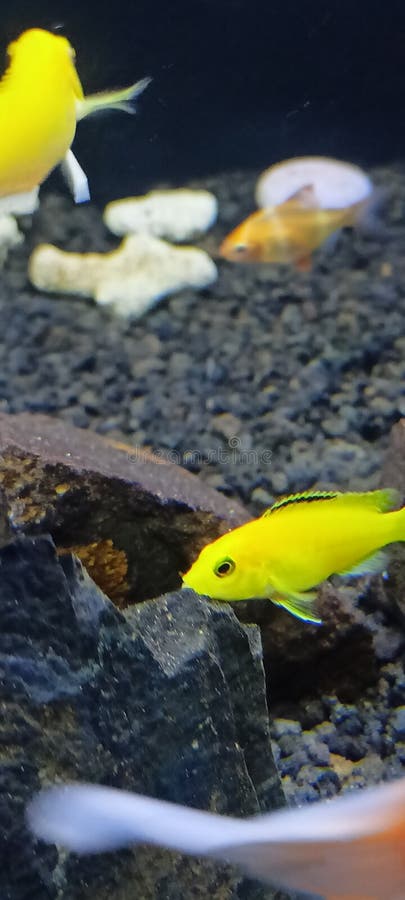 Lemon Fish Underwater Aquarium Rock Stock Photo - Image of aquarium ...