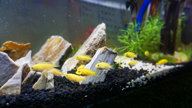 Lemon Fish in the Water Aquarium Stock Image - Image of fish, lemon ...