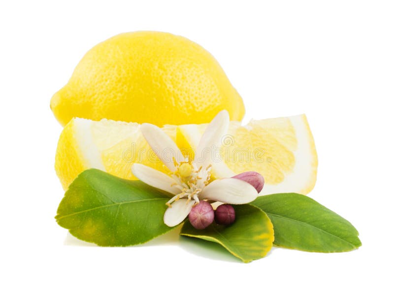Lemon flower stock image. Image of bloom, stem, white - 61352919