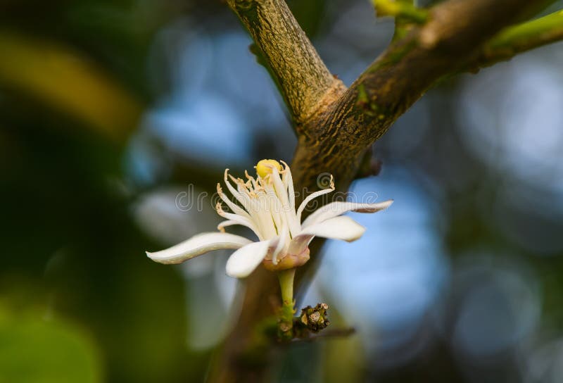Lemon Flower on Branches in Lemon Garden 3 Stock Photo - Image of ...