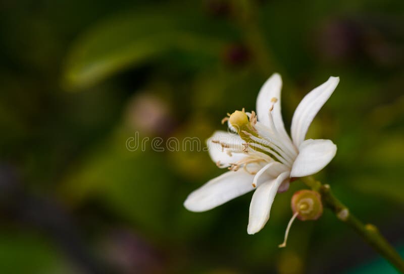 Lemon Flower on Branches in Lemon Garden 4 Stock Photo - Image of ...