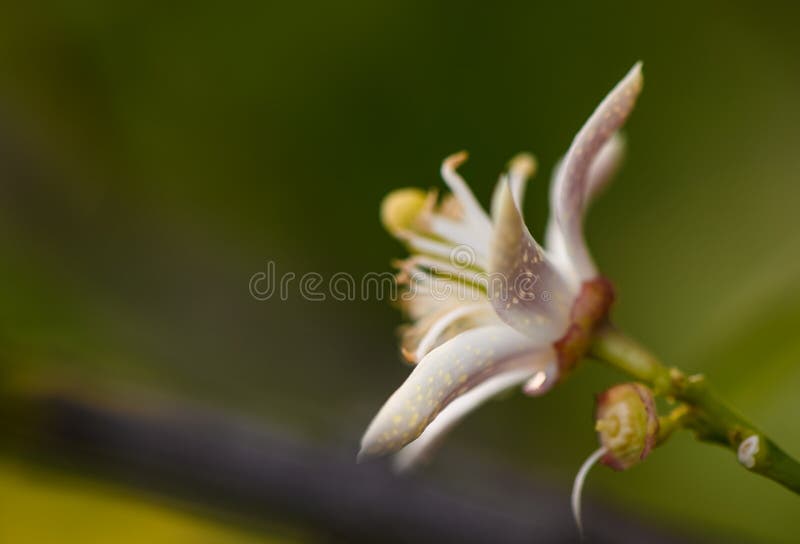 Lemon Flower on Branches in Lemon Garden 5 Stock Image - Image of lemon ...