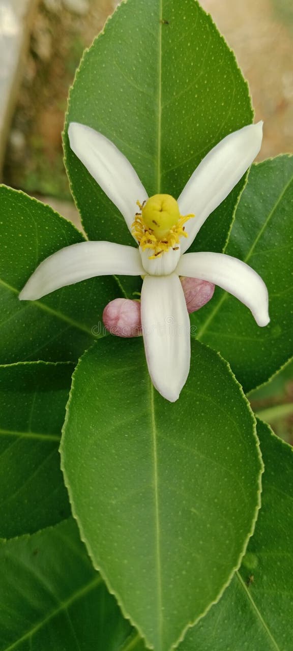 Lemon Flower & X28;Citrus Limon& X29; is a Flower that Comes from the ...