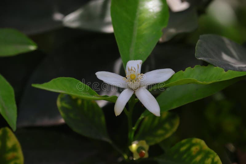 Lemon flower grows stock image. Image of green, healthy - 182119451