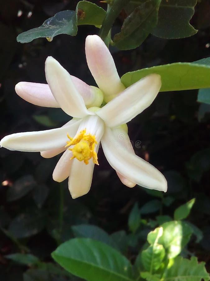 Lemon flower. stock photo. Image of lemon, flowerits - 79186156