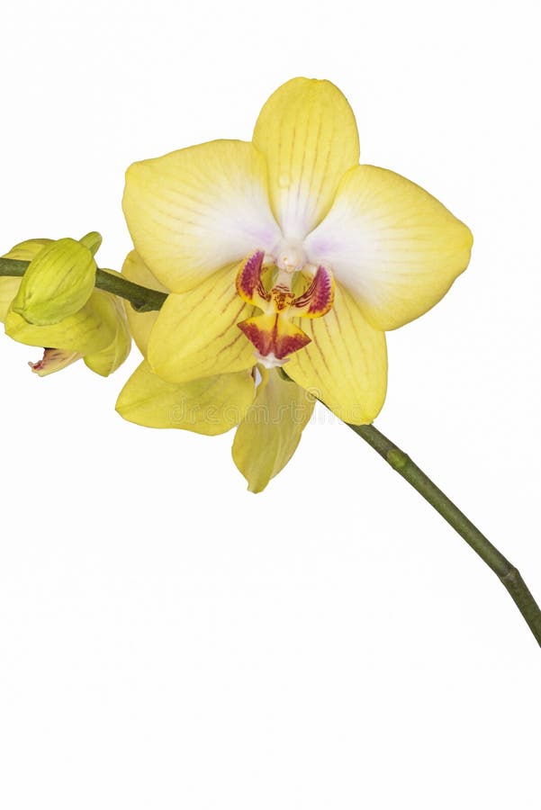 Lemon flower orchid stock image. Image of selection - 233341287