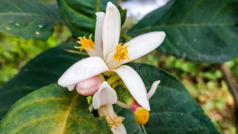Lemon flower stock photo. Image of plant, lemon, tree - 133133906