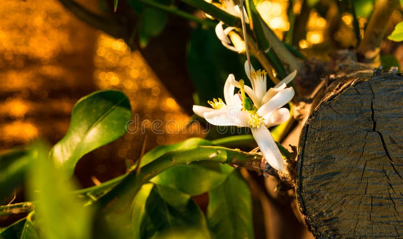 Lemon flower stock image. Image of natural, detail, cultivated - 74146227