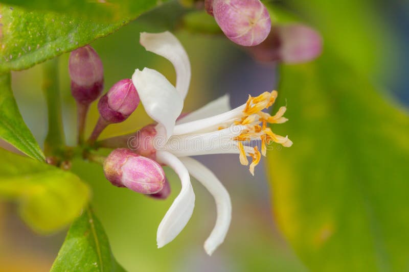 Lemon Flower on the Tree with Blurred Flowers Background Stock Image ...