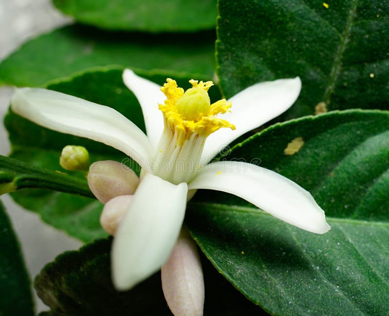 A Lemon flower stock image. Image of lemon, white, full - 210748643
