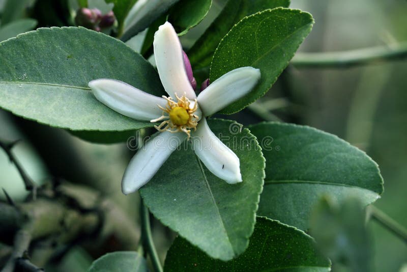 Lemon flower stock photo. Image of focus, factorys, garden - 84145492
