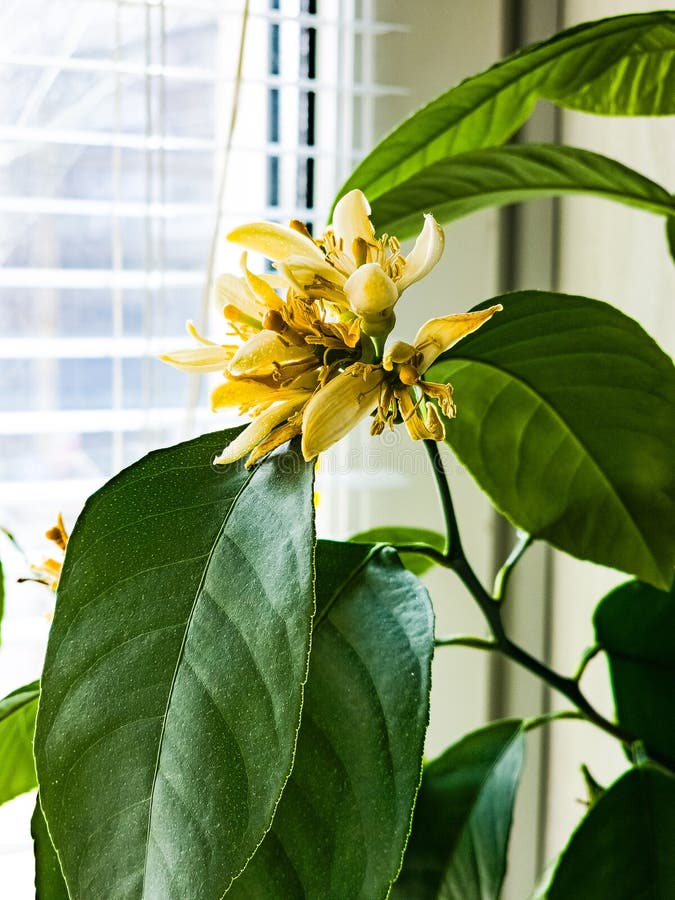 Lemon Flowers, Lemon Blossom on Tree among Green Leaves, in Bright ...