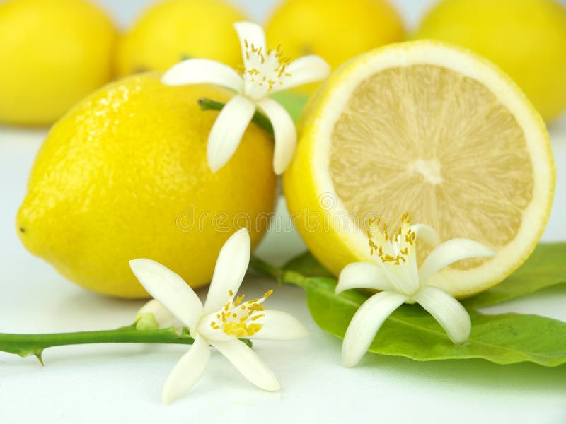 Lemon Flowers and Lemon Fruits Stock Photo - Image of food, healthy ...