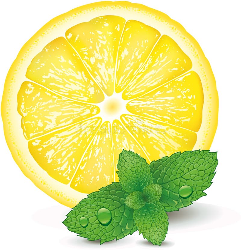 Lemon and Fresh Mint on White Background Stock Illustration ...