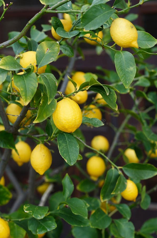 Lemon fruit on stock image. Image of food, color, branch - 9046871