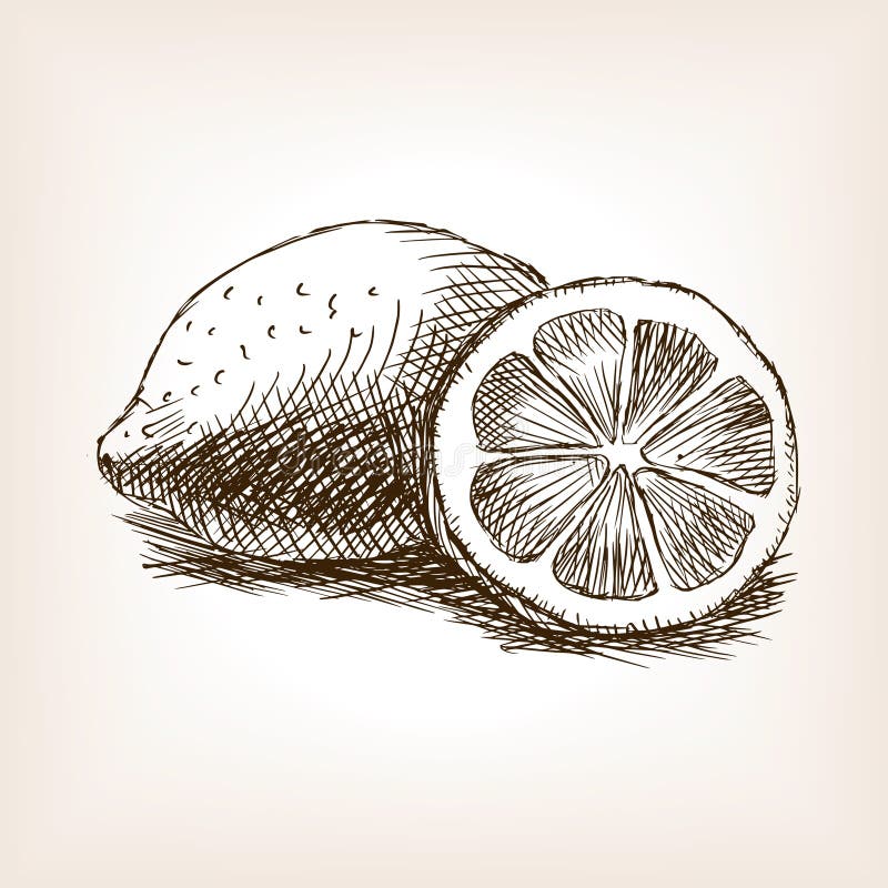 Lemon Fruit Hand Drawn Sketch Style Vector Stock Vector - Illustration ...