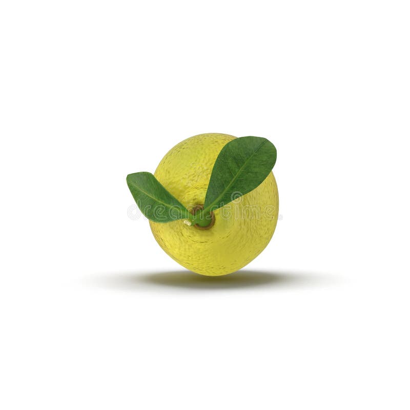 Lemon. Fruit with Leaves Isolated on White. Front View. 3D Illustration ...