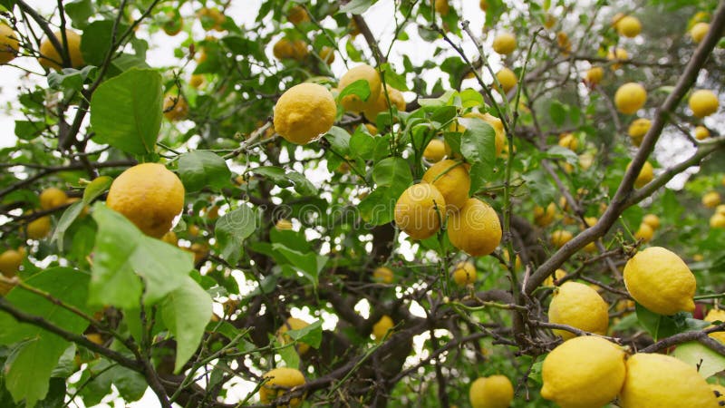 Lemon Fruit on the Tree in Calabria, Italy Stock Video - Video of lemon ...