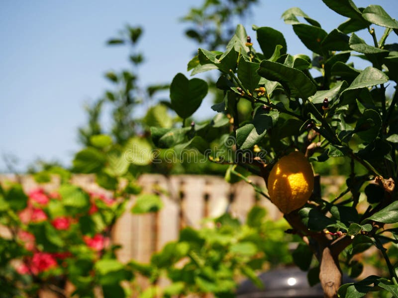 Lemon Fruit Tree in Garden Wide Shot Stock Image - Image of farming ...