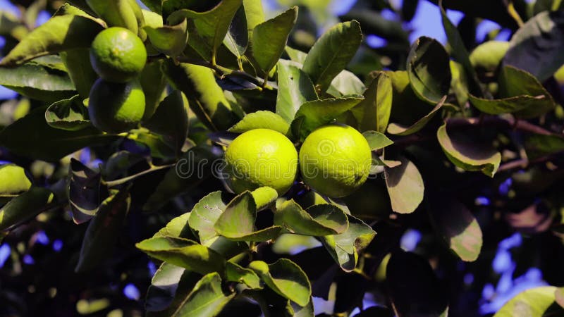 Lemon Fruit Tree stock footage. Video of fruit, natural - 287158712