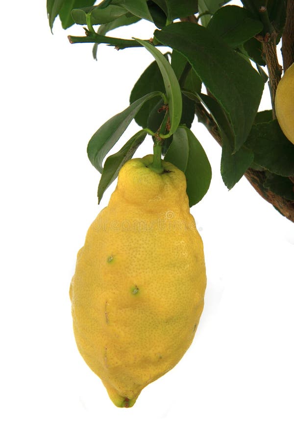 Solo Lemon Hanging from Tree Stock Photo - Image of growing, fruit: 2094888