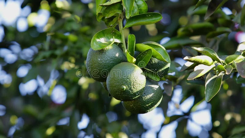 Lemon Fruit Tree stock video. Video of natural, tree - 287154437