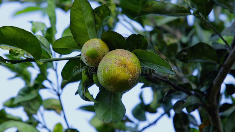 Lemon Fruit Tree stock footage. Video of branch, natural - 287155328