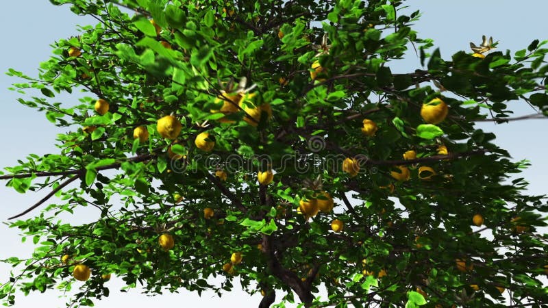 Lemon Fruit Tree Moving in the Wind, Citrus Fruit Tree Stock Video ...