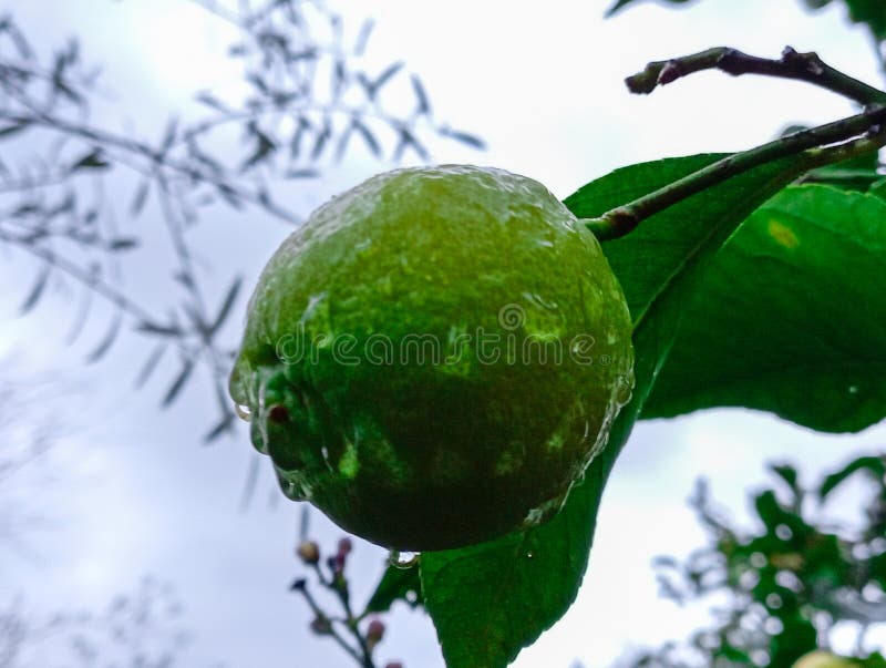 943 Lemon Tree Rain Photos - Free & Royalty-Free Stock Photos from ...