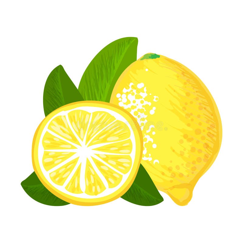 Hand Drawing Citron Stock Illustrations – 628 Hand Drawing Citron Stock ...