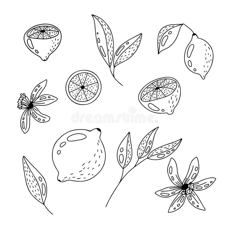 Lemon Fruits, Leaves and Flower. Set of a Vector Images Stock Vector ...
