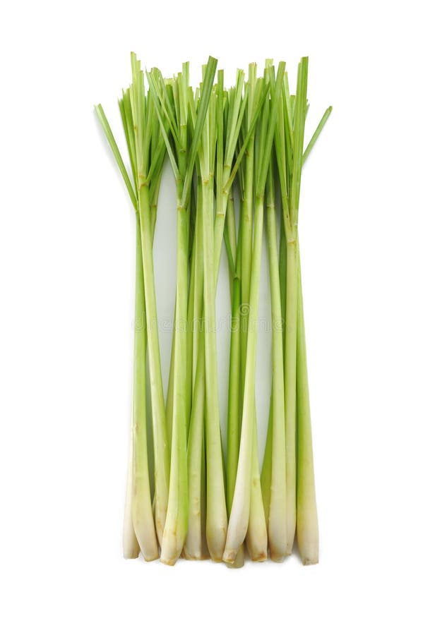 Lemongrass stock image. Image of vegetable, melon, grass - 23426037