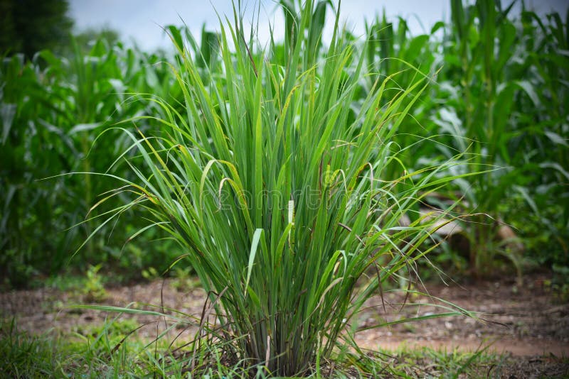Lemon Grass Plants stock photo. Image of ingredient, fibre - 20802210