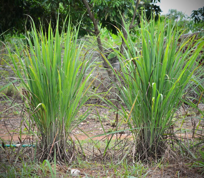 Lemon grass stock image. Image of stalk, garden, leaves - 57157005