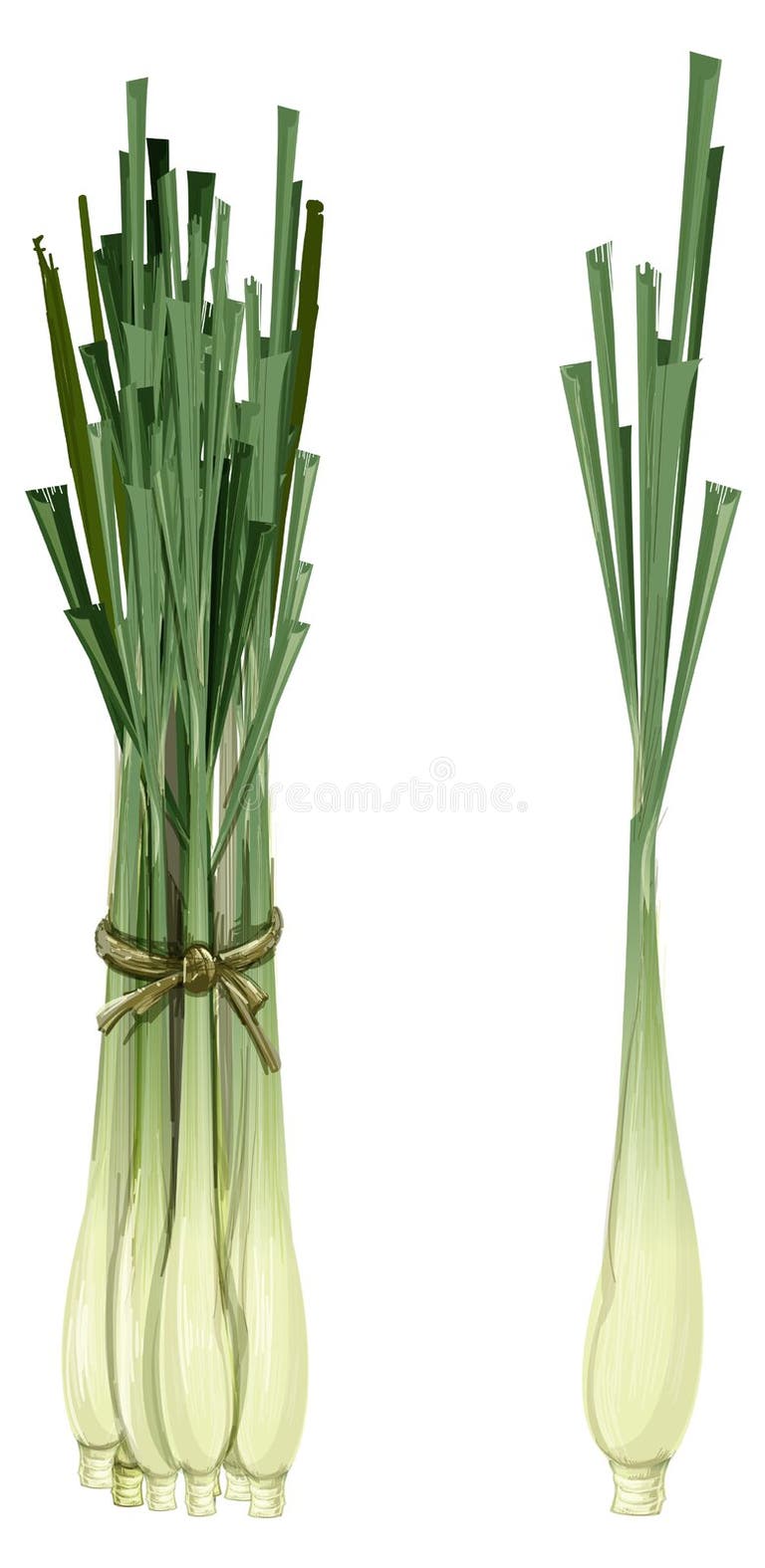 Lemon Grass Stock Illustrations – 4,780 Lemon Grass Stock Illustrations ...