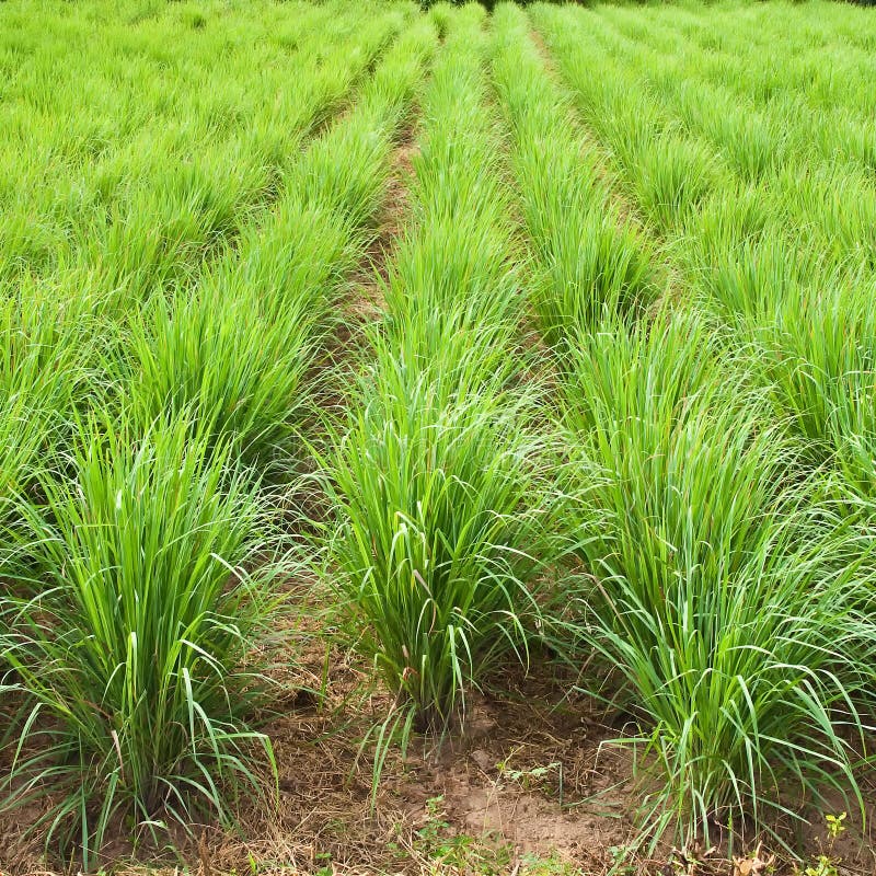 Lemongrass clump stock photo. Image of grass, aroma, natural - 25435222