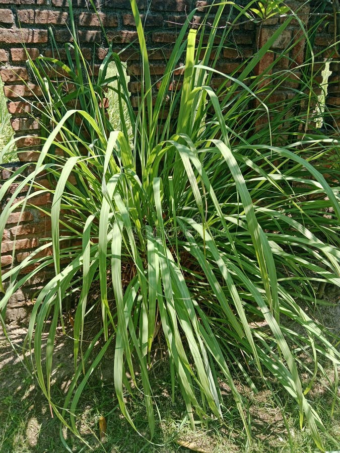 Lemon Grass Plant & X28;Cymbopogon Citratus& X29; Medicinal Live Plant ... Lemon Grass Plant & X28;Cymbopogon Citratus& X29; Medicinal Live Plant ...