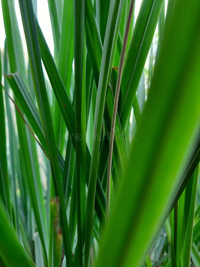 Lemon Grass Tree Abstracting Stock Photo - Image of nature, leaf: 219212958