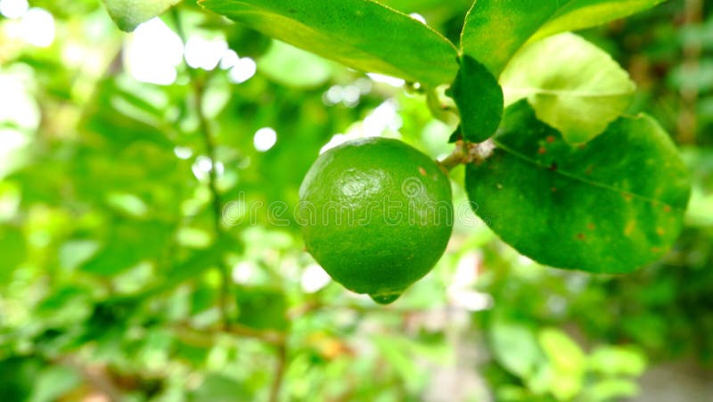Lemon on a Green Background in Garden. Stock Photo - Image of citrus ...