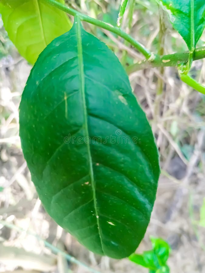 Lemon Green Leaf Natural Organoc Stock Photo - Image of organoc, lemon ...